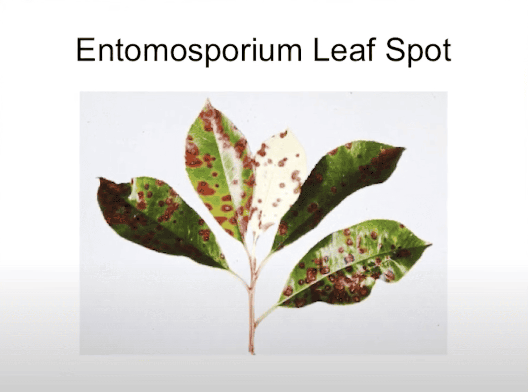 Types of Plant Diseases – NC Cooperative Extension Guide – Asheville ...
